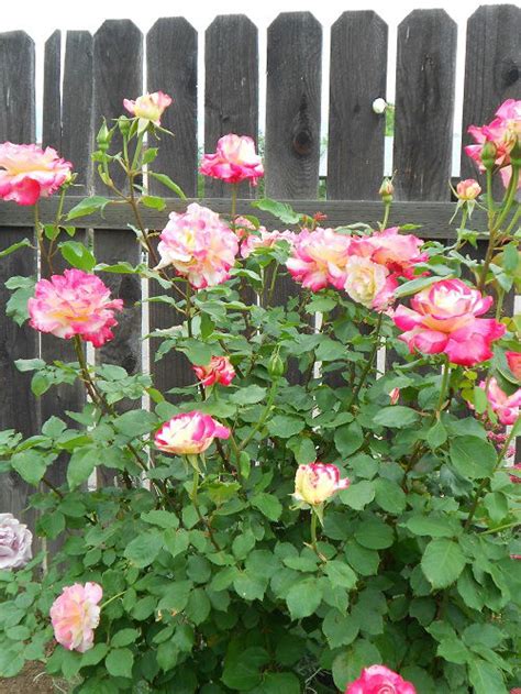 13 Most Beautiful Long Stem Roses For The Garden Balcony Garden Web