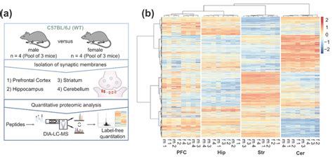 quantitative lc ms analysis of the brain region specific