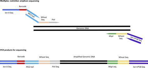 Multiplex Restriction Amplicon Sequencing A Novel Next‐generation