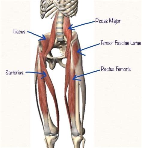 Hip Flexors Diagram