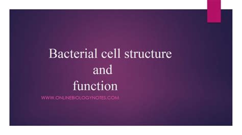 Bacterial Cell Structure And Function