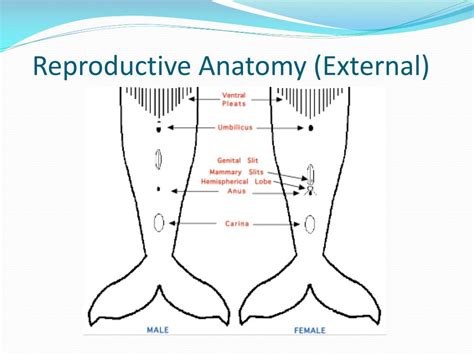 Ppt Whale Mating And Reproduction Powerpoint Presentation Free