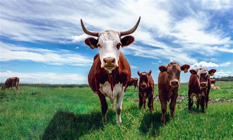 The Role Of Livestock In Sustainable Agriculture And How To Manage A