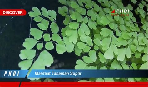 Temukan 7 Manfaat Tanaman Suplir Yang Wajib Kamu Intip