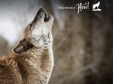 why do wolves howl decoding the language of lupines earthjustice