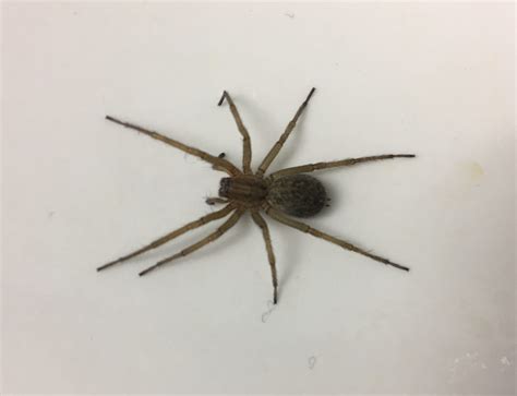 Hobo Spider Identification