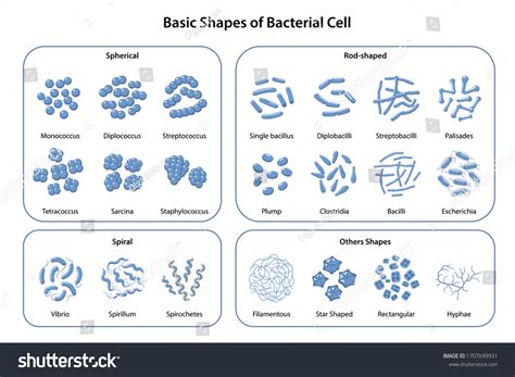 Set Of Basic Shapes And Arrangements Of Bacteria Morp