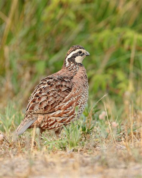 Northern Bobwhite Colinus Virginianus Chincoteague Nation… Flickr
