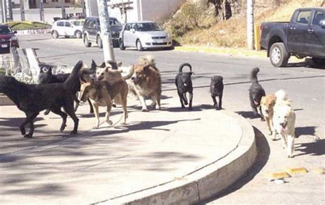 Aprueban Atender Sobrepoblación Canina En Coahuila El Demócrata