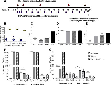 Active Full Length Dna Aβ42 Immunization In 3xtg Ad Mice Reduces Not