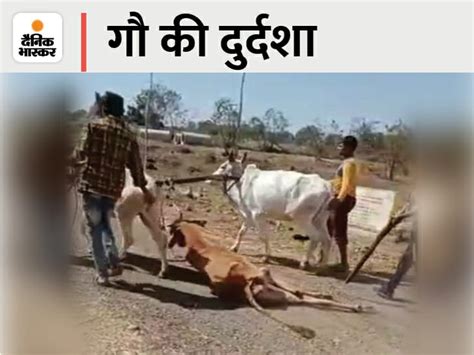 The Cow Which Had Been Dead For 1 Week In The Nettle Cowshed Dragged