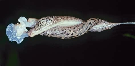 Leopard Slugs Mate In The Most Beautifully Bizarre Way – And Nobody