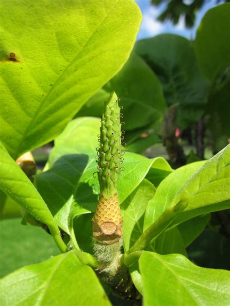 Free Images Tree Fruit Leaf Flower Food Green Produce Botany