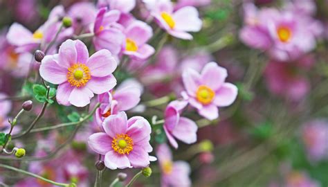 シュウメイギク（秋明菊）の花言葉｜種類や花の特徴 Lovegreen ラブグリーン