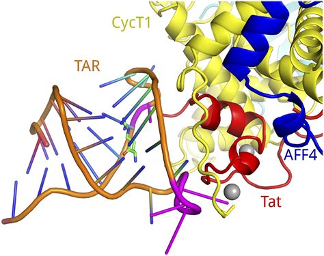 Figures And Data In Aff4 Binding To Tat P Tefb Indirectly Stimulates