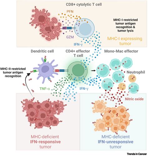 Cd4 T Cells Help Myeloid Mediated Killing Of Immune Evasive Tumors