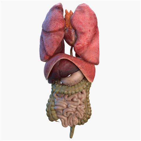 Male Internal Organs 3d Model 249 Ma Obj Max 3ds Blend C4d