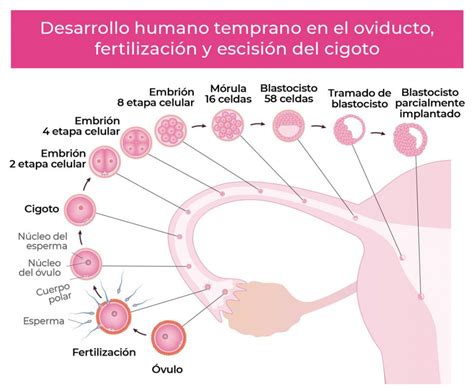 Fases Del Ciclo Ovarico Dinami