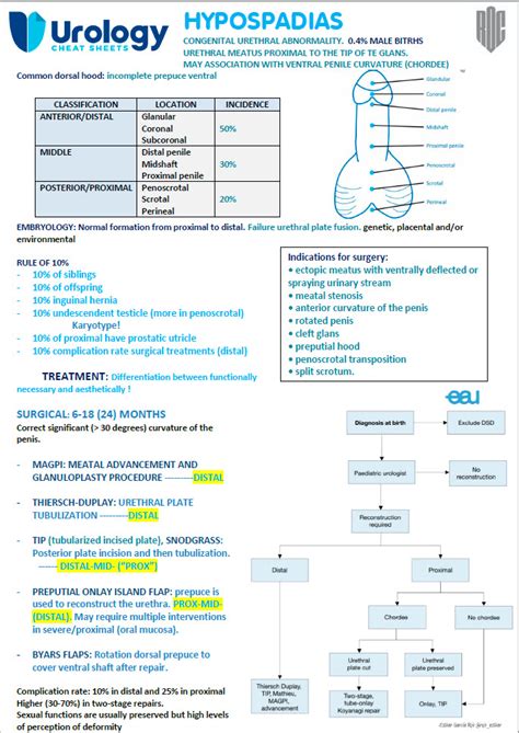 Hypospadias Urology Cheatsheets