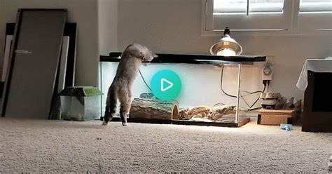 Shy Cat Checking In On His Best Friend  On Imgur