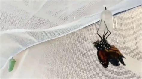 Time Lapse Of Monarch Emerging From Chrysalis Youtube