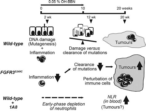 Fgfr3 Mutation Increases Bladder Tumourigenesis By Suppressing Acute