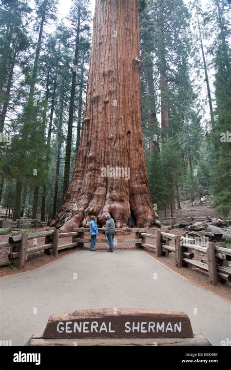 Giant Sequoia Giant Redwood Sequoiadendron Giganteum General