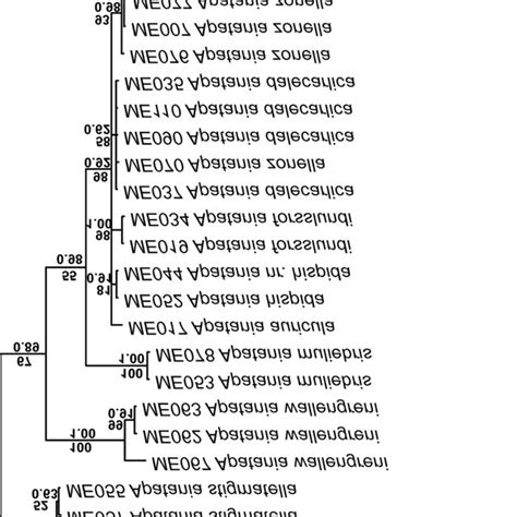 Phylogenetic Relationships Of All Unique Haplotypes Of Apatania Coi