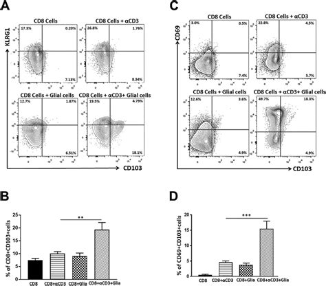 Increased Expression Of Cd103 As Well As Co Expression Of Cd103 And