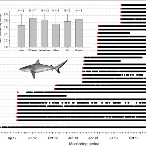 pdf residency patterns and movements of grey reef sharks