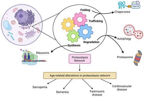 Ijms Free Full Text Ubiquitin Ligases In Longevity And Aging
