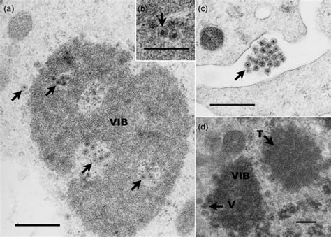 Transmission Electron Micrographs Of Mpov Infected Bsr Cells A Viral