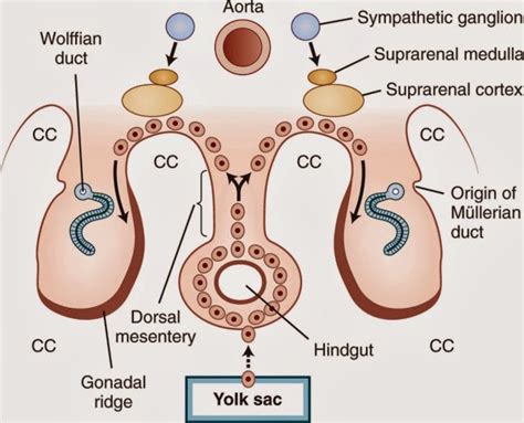 原始生殖細胞遷移 Primordial Germ Cell Migration 小小整理網站 Smallcollation