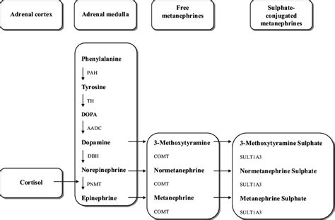 Metanephrine Pathway