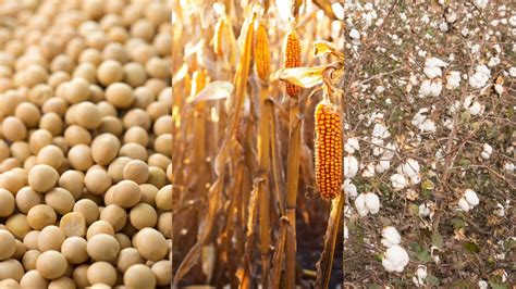 Recorde Histórico Conab Projeta Produção De Grãos Em 312 4 Milhões De