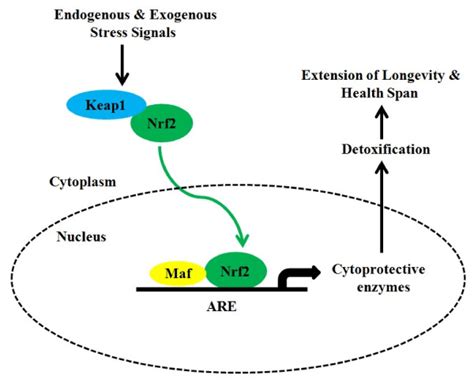 General Scheme For The Induction Of Nrf2 Signaling Pathway The