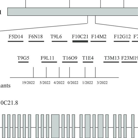 Positional Cloning Of Atnup160 A Genetic Mapping With Pcr Based