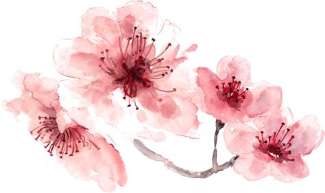 Free Watercolor Flowers Png At Explore Collection