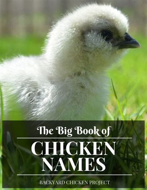 The Essential List Of Chicken Names Backyard Chicken Project