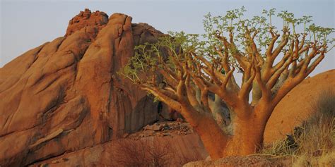 南アフリカ、ナミビアの多肉植物。珍奇植物の自生地で暮らすありのままの魅力をプロが解説 ブルータス Brutus Jp