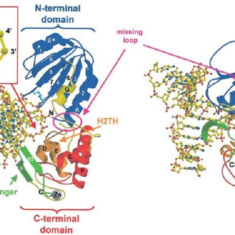 Two Overviews Of The Fpg±dna Complex Secondary Structures Are