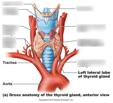 Thyroid Gland Anatomy Diagram Quizlet Hot Sex Picture