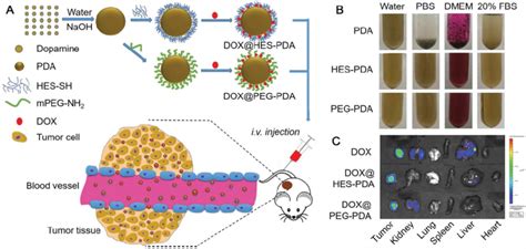 A Schematic Illustration Of The Preparation Of Dox Loaded Hes Pda And