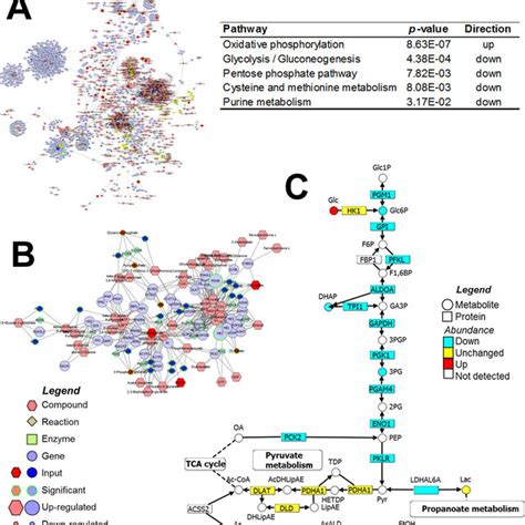 Lipid Metabolic Network Integrating Proteomics Metabolomics And