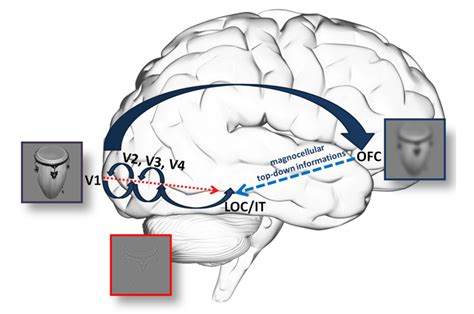 Figure 1 From Transcranial Stimulation Of The Orbitofrontal Cortex