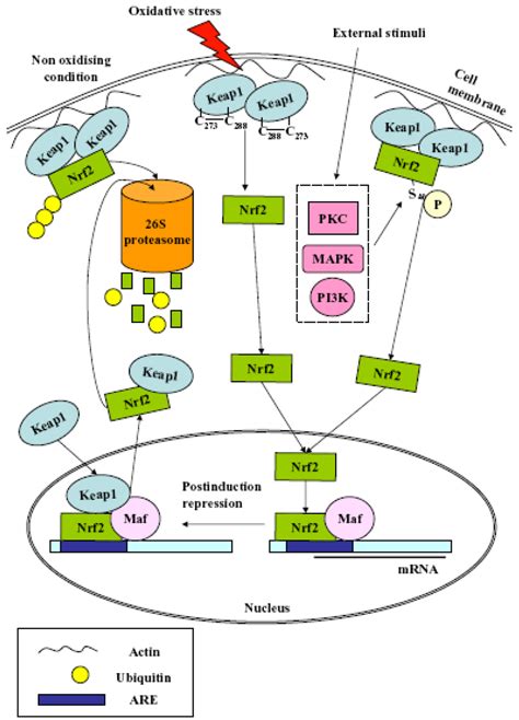 Cancers Free Full Text Nrf2 And Nf κb And Their Concerted