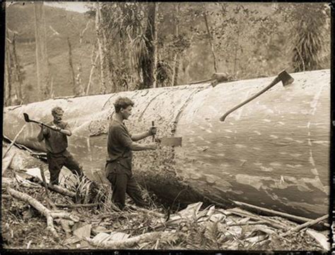 Corruption Drives Dealings With Logging Companies In The Solomon Islands