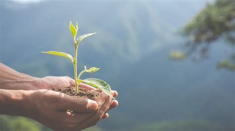 Respeito Ao Meio Ambiente A Responsabilidade Ambiental é Um Princípio