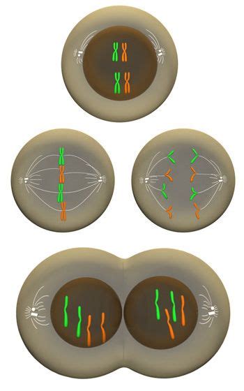 Mitosis Overview Of Major Phases The Major Stages Of Mitosis Are