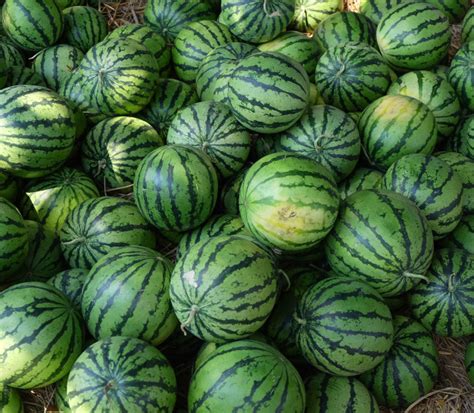 Cara Memilih Si Buah Semangka Sepiring Project